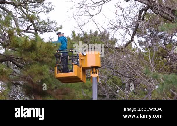 Worker using cherry picker to trim tree branches Stock Video Footage ...
