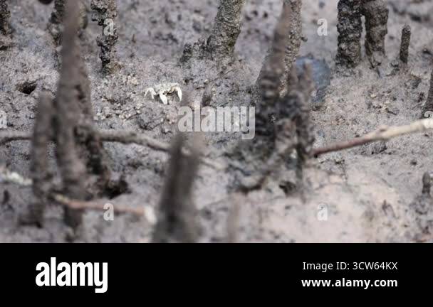 A frog hops along a twig-strewn ground Stock Video Footage - Alamy