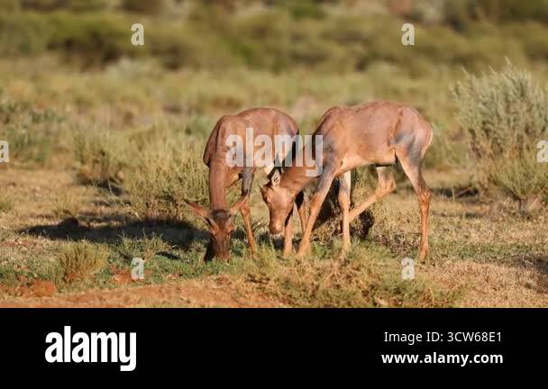 Tsessebe antelope (Damaliscus lunatus) calves feeding in natural ...
