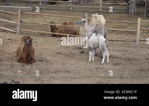 A Bactrian camel calf follows its mother during her seasonal shedding ...