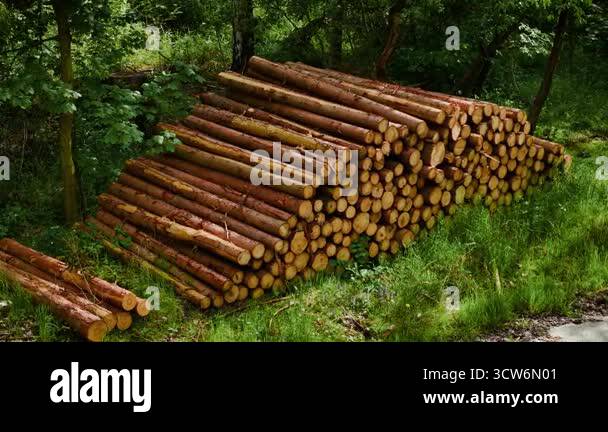 Stacked logs lying in green forest clearing. Cut timber resting on ...