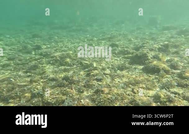 Solitary plastic bag lies motionless on the ocean bed, its unnatural ...