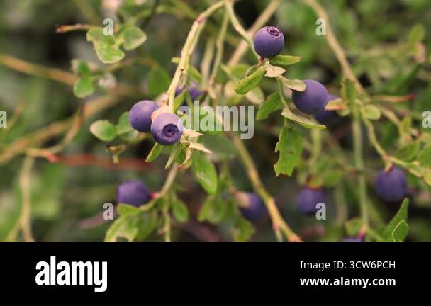 Close up of fresh blueberry growing on natural bush in wild forest ...