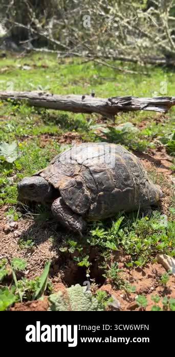 Vertical video of a turtle moving among grass and branches in natural ...