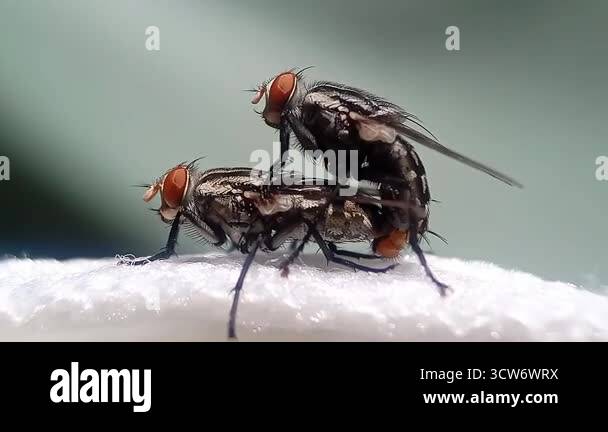 Mating flesh flies (Sarcophagidae) are a species of parasitic fly known for the way their larvae ...