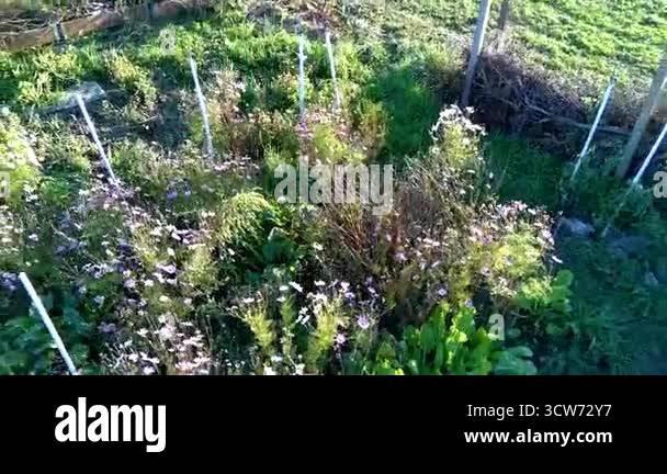 Aerial view of an ecological garden, vegetable, flower, dry hedge ...