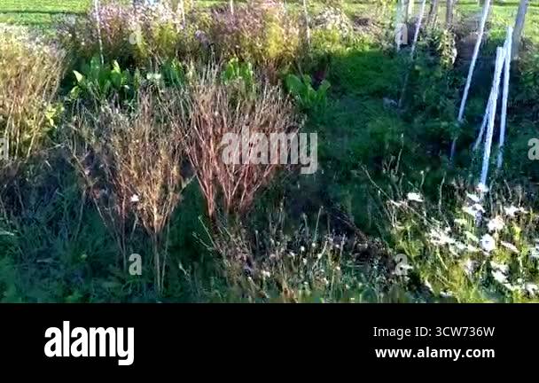 Aerial view of an ecological garden, vegetable, flower, dry hedge ...