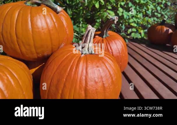 Halloween pumpkins stems Stock Videos & Footage - HD and 4K Video Clips ...