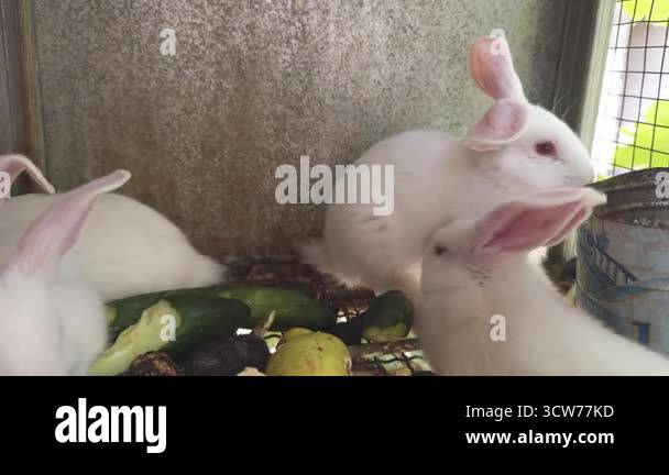 Many white small feeding rabbits on animal farm in rabbit hutch, barn ...