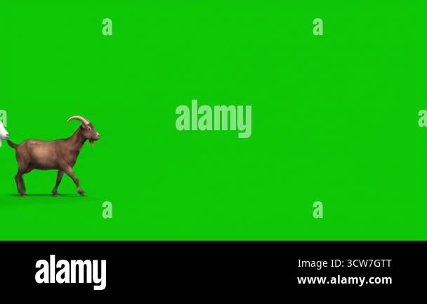 Farm animals in motion Stock Videos & Footage - HD and 4K Video Clips ...