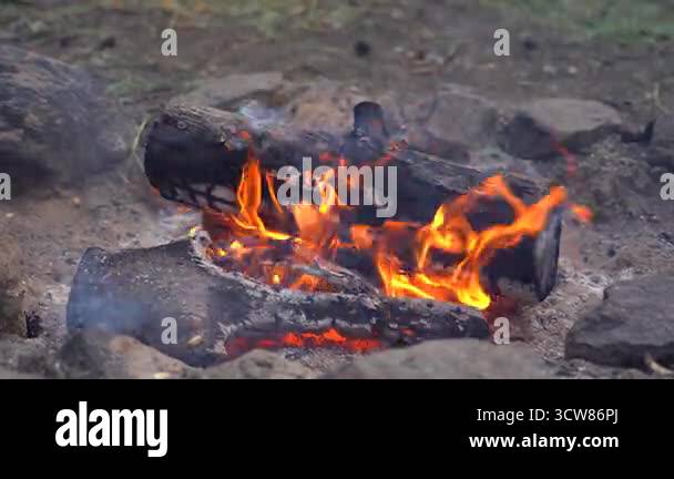 close-up shot burning wood for a bonfire outside in the forest. Camping ...