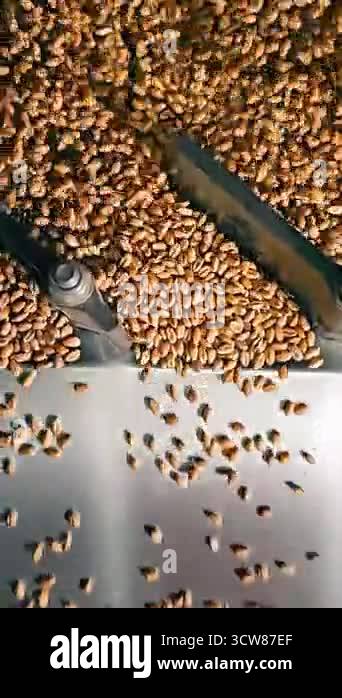 Industrial processing of wheat. Automatic cleaning of wheat for future ...
