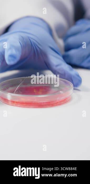 Vertical Video Black female expert conducts observation of Petri dish sample in research lab ...