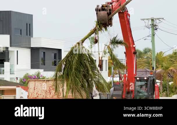An excavator uses a hydraulic claw to lift and load a cut palm tree ...