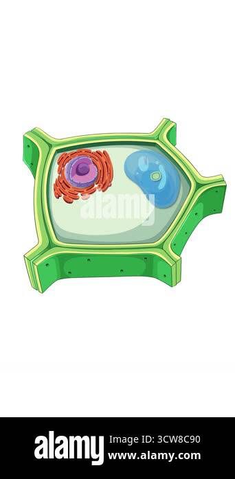 Animation illustrating plant cell anatomy with focus on nucleus and ...
