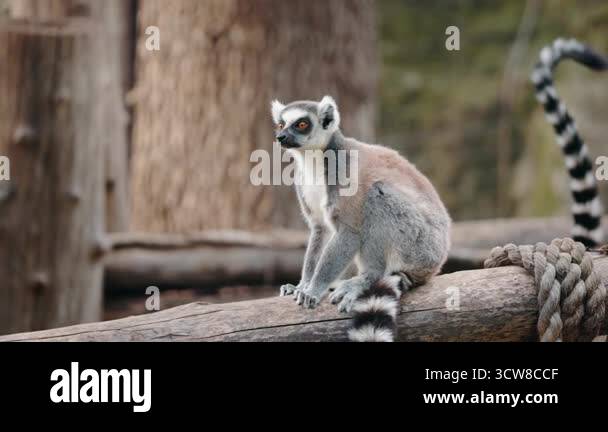 Ring-tailed lemur perched on a tree trunk, turning its head back with a ...
