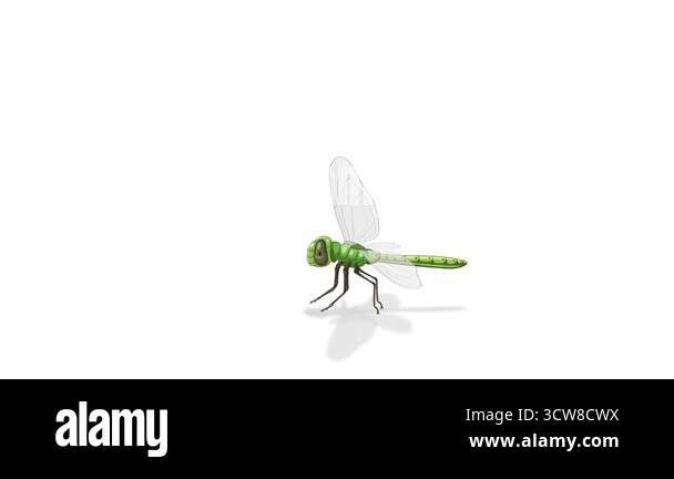 Illustrated animation of a dragonfly highlighting anatomical features ...