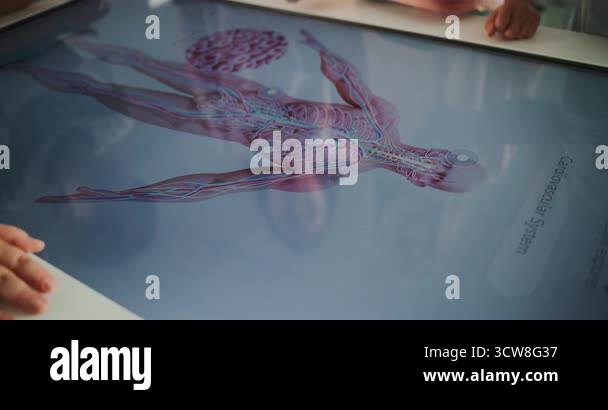 Close up Some Schoolchildren Study Vascular System and Human Organ ...