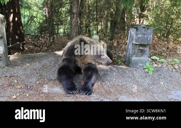 Carpathian brown bear resting by a rusty roadside barrier,lying full ...