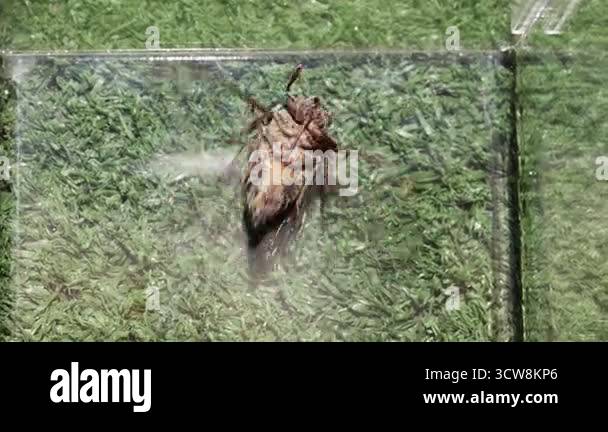 bottom view of Cicada Orni resting upside down on green grass, on a ...