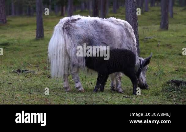 Bull Yak cow tibet nepal mammal asia Stock Video Footage - Alamy