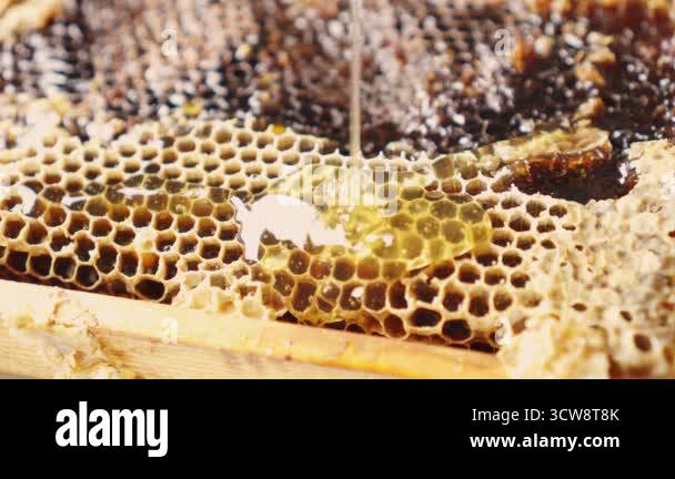 Dripping golden thick bee honey. Pouring yellow honeyed syrup on ...
