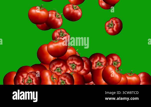 Falling fresh red tomatoes motion graphics with green screen background ...
