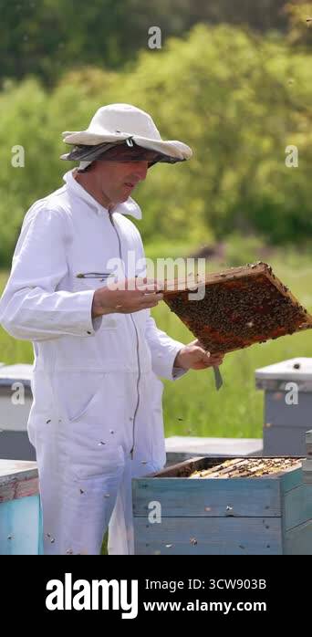 Agricultural summer organic apiary honeycombs Stock Videos & Footage ...