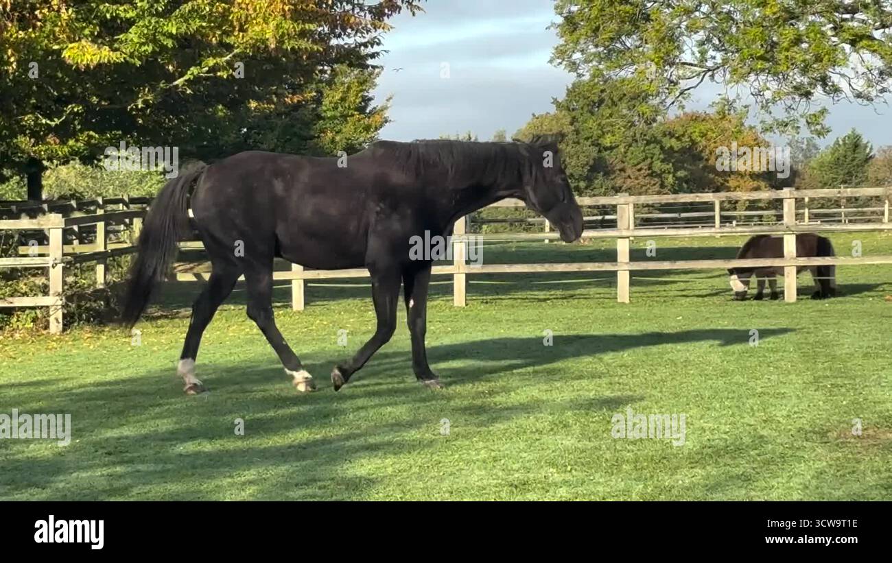 Quaker to begin retirement at The Horse Trust sanctuary after injury ...