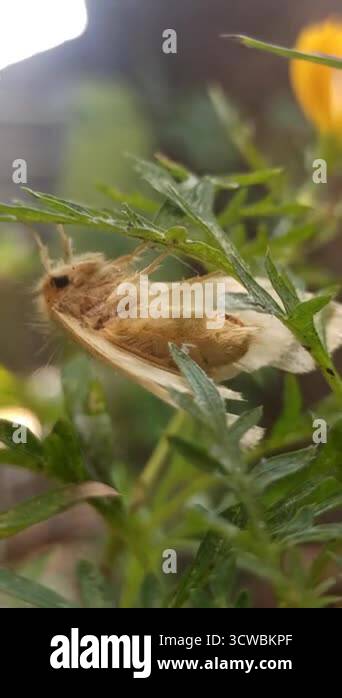 Beautiful moth with soft pastel colors resting on surface, delicate ...