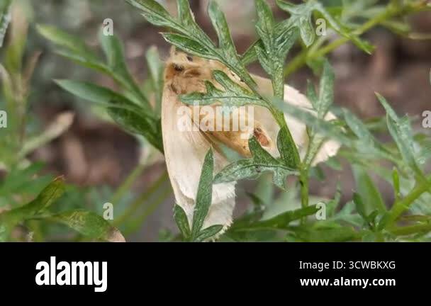 Beautiful moth with soft pastel colors resting on surface, delicate ...