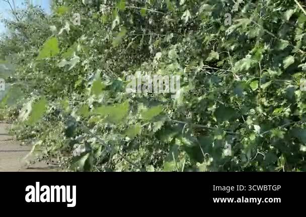 Branches of white poplar trees in sunny windy day Stock Video Footage ...