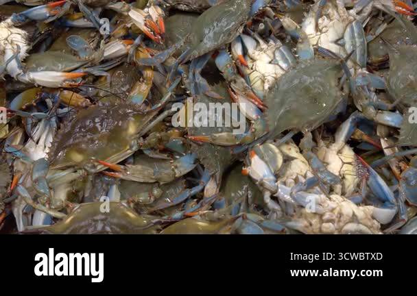 Large pile of live blue crabs with vibrant claws and shells. Crabs are ...