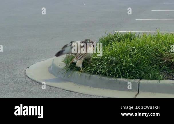hawk surrounded by green grass scanning for prey at parking lot curb ...
