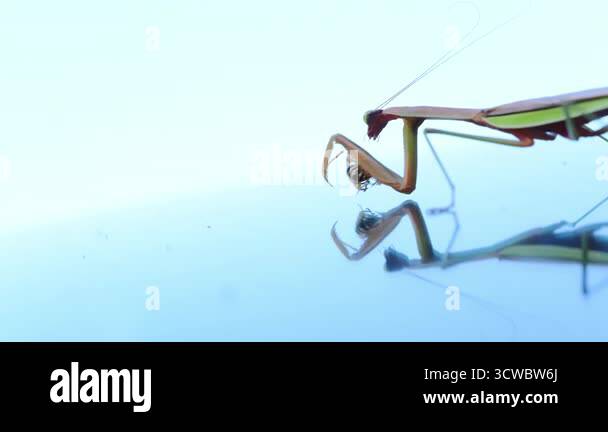 Praying mantis hunting and eating a wasp on a smooth reflective blue ...