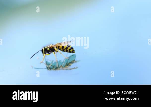 A yellow jacket wasp is shown standing on a smooth, reflective surface ...