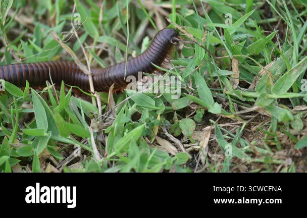 Narceus americanus millipede. Itis a largemillipedeof eastern North ...