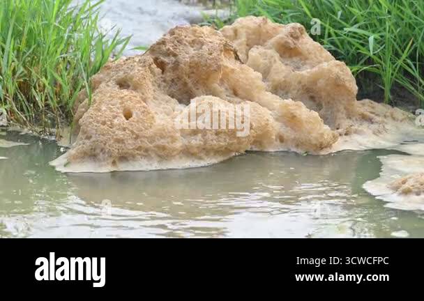 Murky foam mass floating on a small stream of water. Stream of water ...