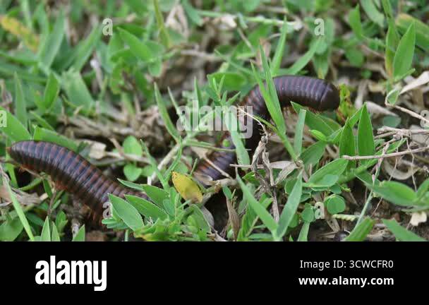 Narceus americanus millipede. Itis a largemillipedeof eastern North America. Its Common ...