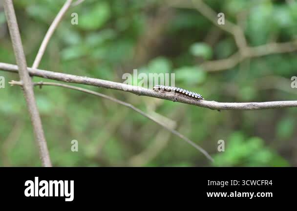 Harpaphe haydeniana millipede. Its common names yellow spotted ...