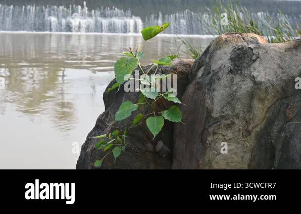Ficus religiosa plant growing in the rock crack. Its seeds germinate in ...