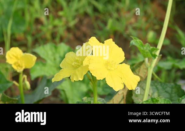 Sponge gourd flower. Its common names theLuffa aegyptiaca, Egyptian ...