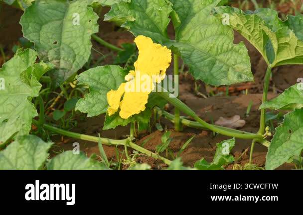Sponge gourd flower. Its common names theLuffa aegyptiaca, Egyptian ...