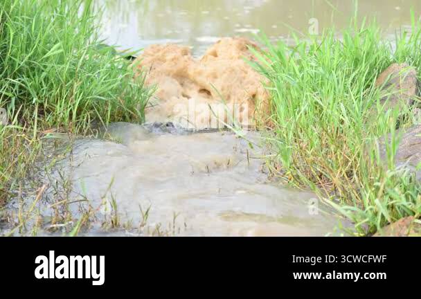 Murky foam mass floating on a small stream of water. Stream of water ...