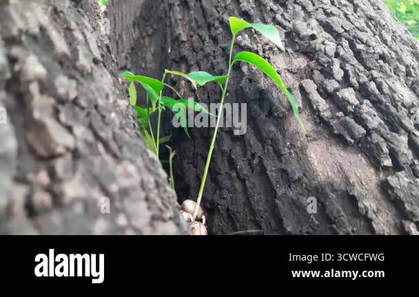 Several Polyalthialongifolia seeds germinating in the crevice between ...