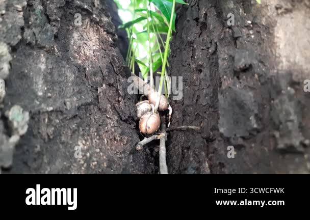 Several Polyalthialongifolia seeds germinating in the crevice between ...