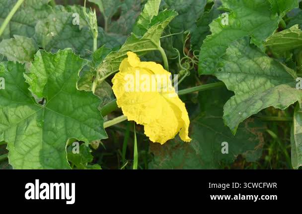 Sponge gourd flower. Its common names theLuffa aegyptiaca, Egyptian ...