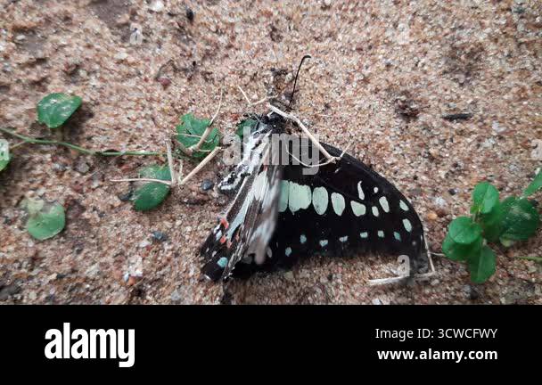A dead butterfly is being eaten by black ants on the sand. The ants are ...