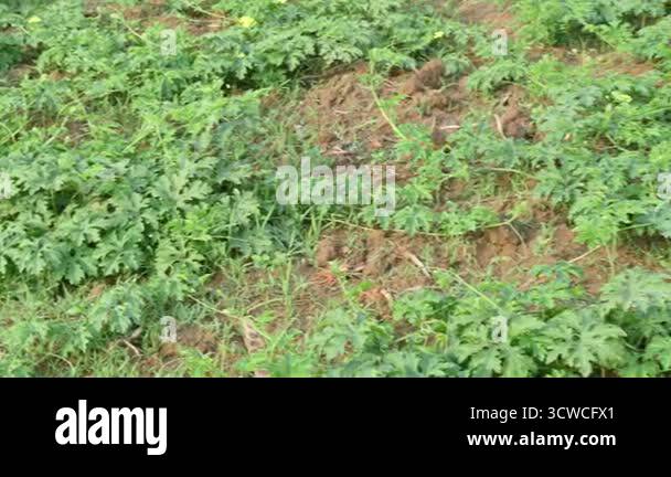 Bitter gourd vine in the field. It is a vine plant. Its fruit has a ...