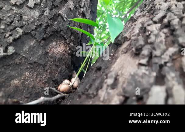 Several Polyalthialongifolia seeds germinating in the crevice between ...
